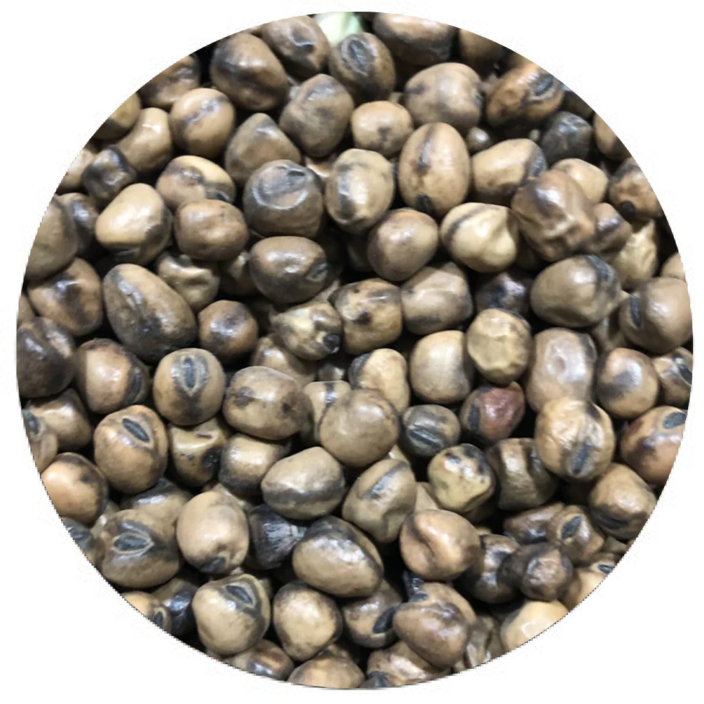 Fava Bean - Green Seed Ag, LLC