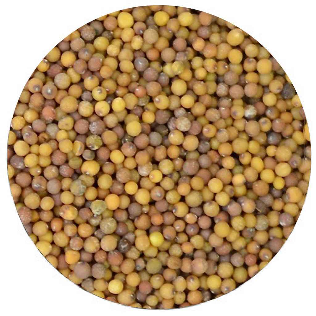 Forage Cabbage - Green Seed Ag, LLC