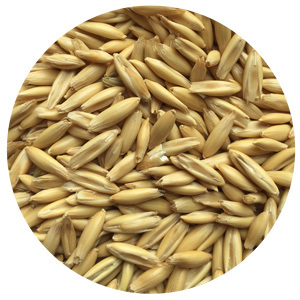 Oats, Spring VNS - Green Seed Ag, LLC