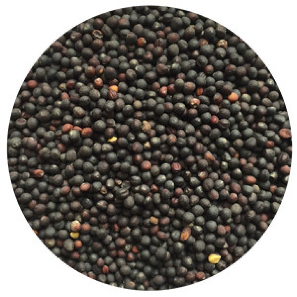 Rape, Dwarf Essex - Green Seed Ag, LLC