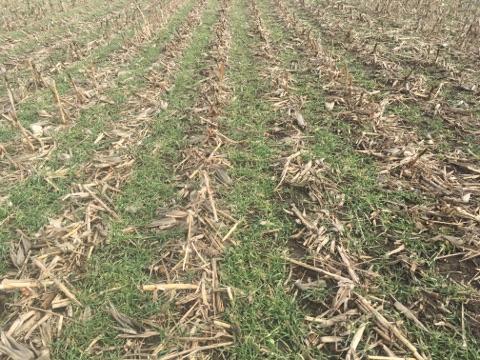 Cover Crop Appliction - Green Seed Ag, LLC