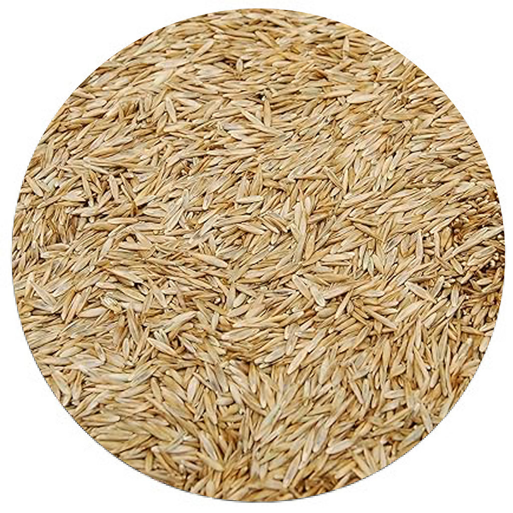 Brutus, Tall Fescue - Green Seed Ag, LLC