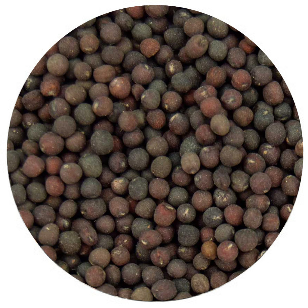 Kale - Green Seed Ag, LLC