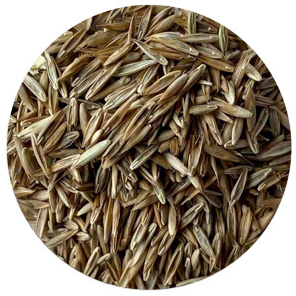 Kentucky 31 Fescue - Green Seed Ag, LLC